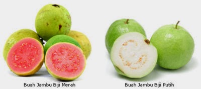Macam-Macam Jenis Jambu Biji - Manfaat Buah-Buahan
