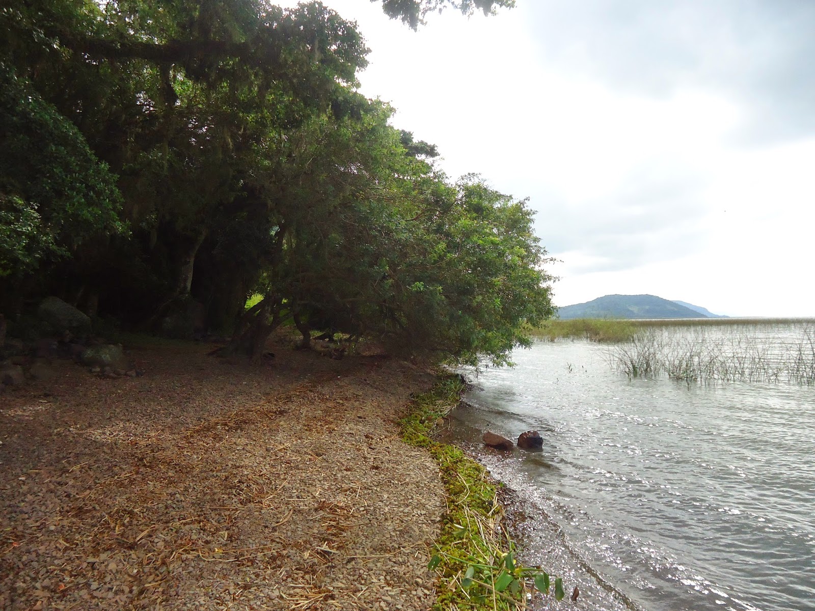 Lycengraulis: Lagoa Itapeva, litoral norte RS