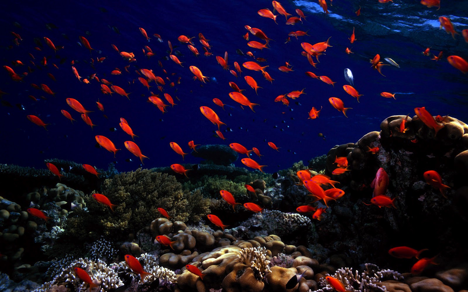Pictures of Fish Ocean Wallpapers Chapter 2 - HD Animal Wallpapers