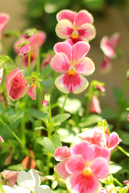 Mademoiselle Mermaid: Friday Flower Pick : Candy Pink Violas