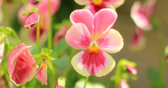 Mademoiselle Mermaid: Friday Flower Pick : Candy Pink Violas