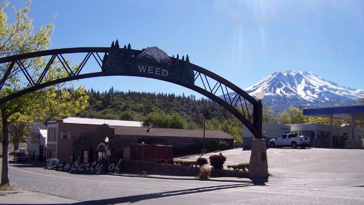 Wandering Wednesday - Weed, California - ButterflyInTheAttic