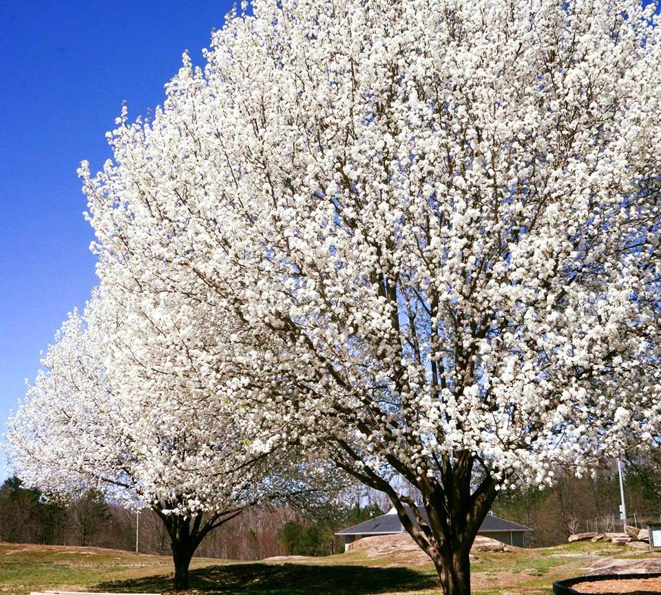 Missy Made It!: Virginia ~ Pear Trees In Bloom!
