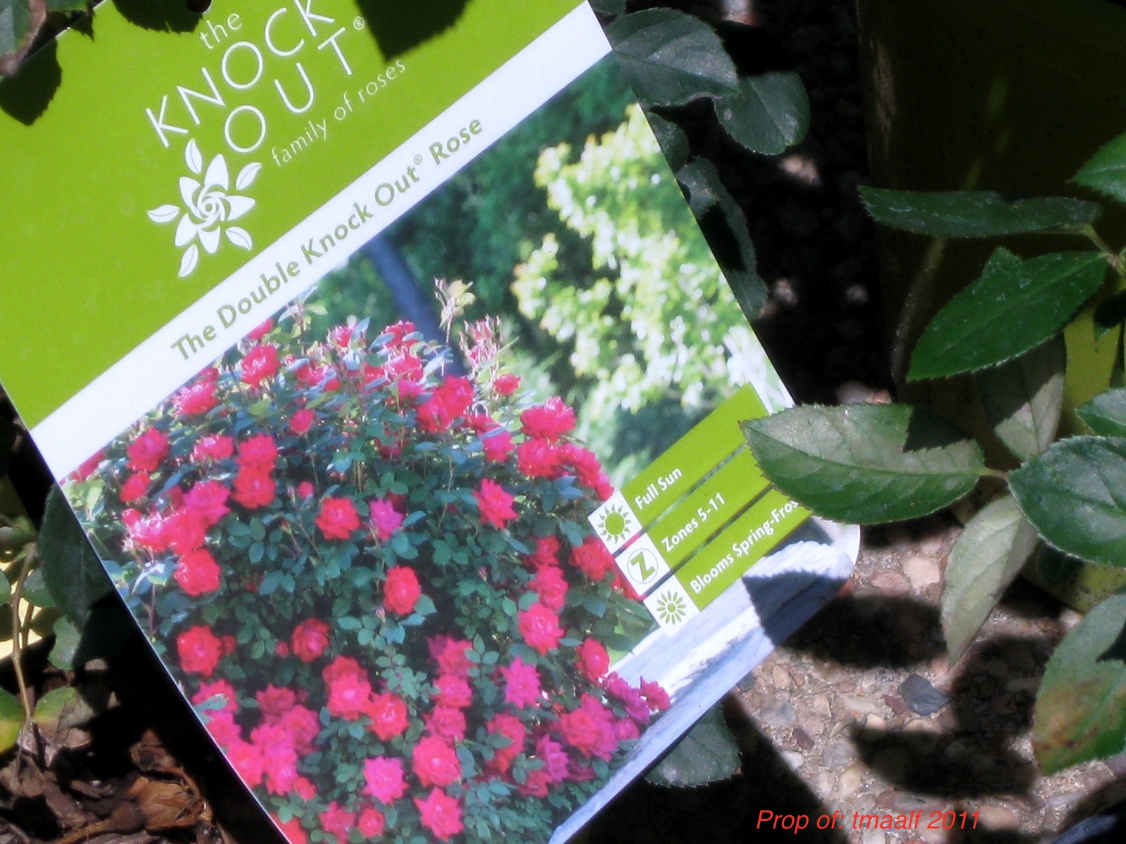 Two Men and a Little Farm: KNOCKOUT ROSES