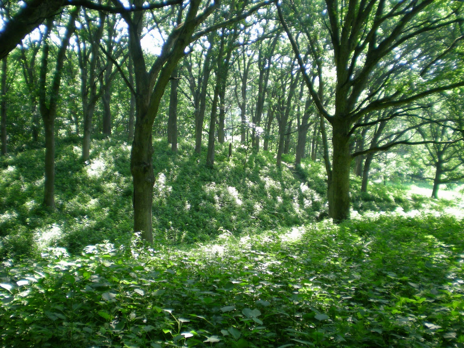 Practical Biology: science for everyone: Looking Into Forest Past and ...