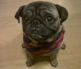 PERROS Y GATOS FAMOSOS: PEPE, NALA SERRAT Y OTROS