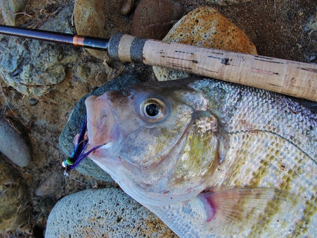 Barred Surfperch on the Fly: Barred Surfperch & the By-The-Wind Sailor ...
