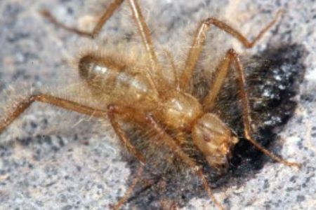 Mosca peluda de Kenya (Mormotomyia hirsuta)