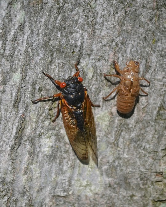 Ars bene moriendi: Brood II: A tale of three species