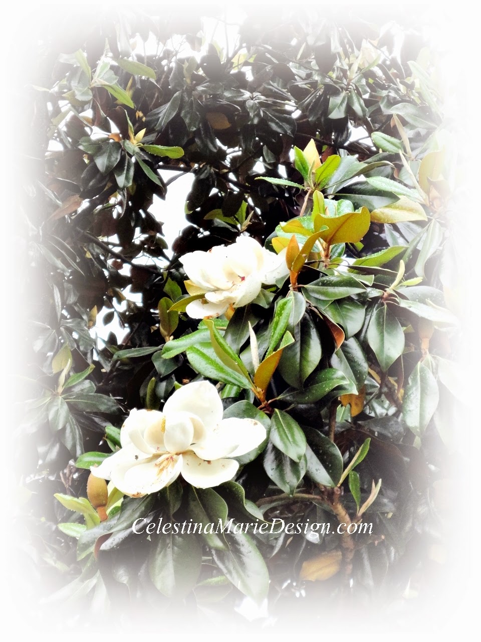 The Southern and Saucer Magnolias - Rose Garden Market