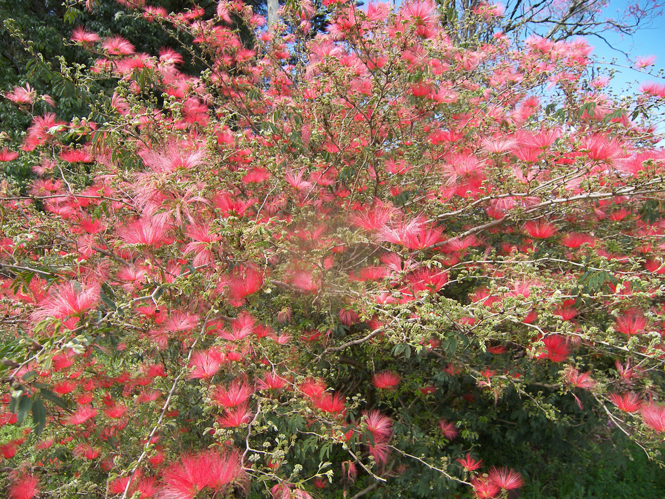 FLORA DE MISIONES Argentina: Calliandra tweedii Benth.
