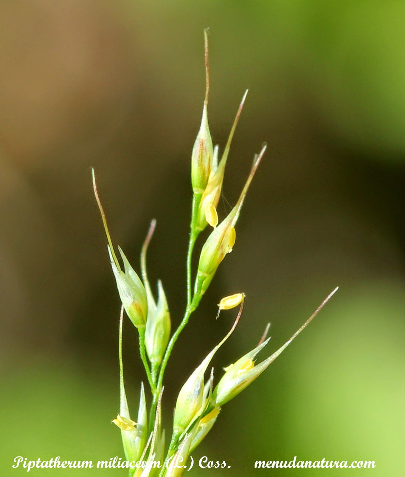 Menuda Natura: Piptatherum miliaceum (L.) Coss.