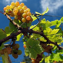 De Ontmoeting: Samenkomst 20 maart: De ware Wijnstok