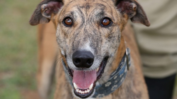 Greyhound - Breed Profile | Australian Dog Lover