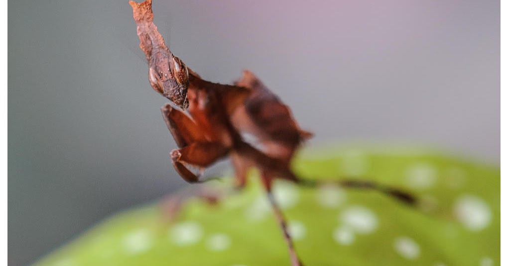 Phyllocrania paradoxa