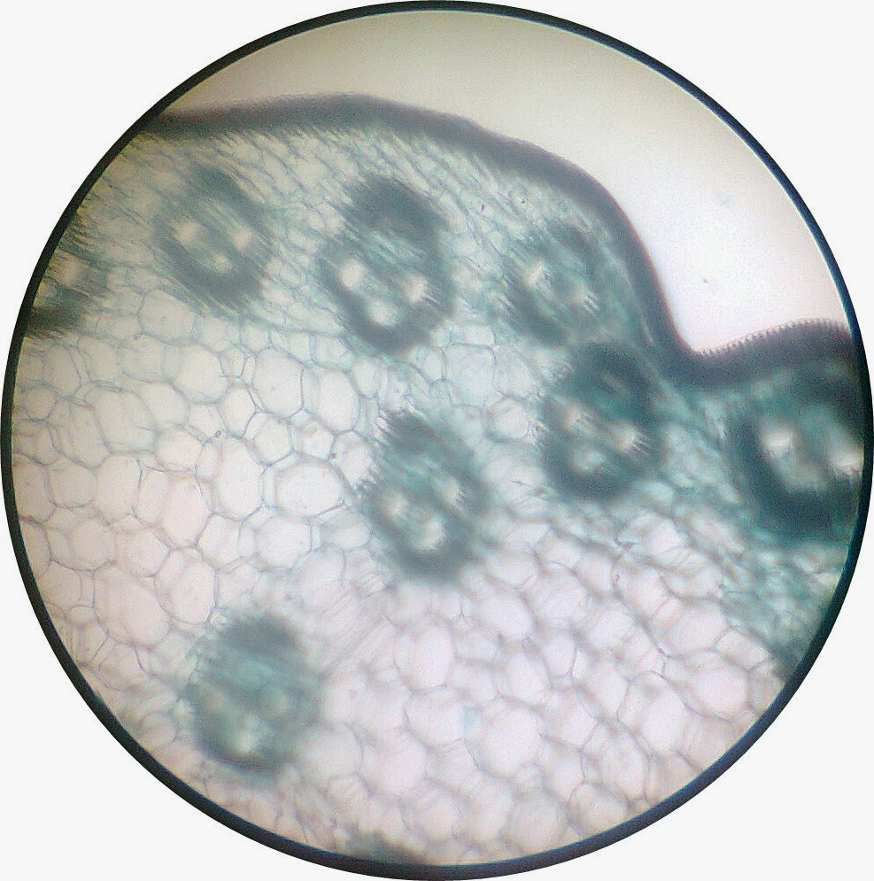 Different: LAPORAN PRAKTIKUM TENTANG JARINGAN TUMBUHAN