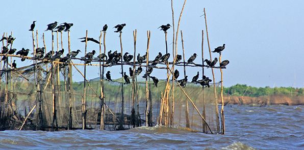 VISITEUSSOON: Cambodia Tour Prek Toal ( Bird sanctuary )