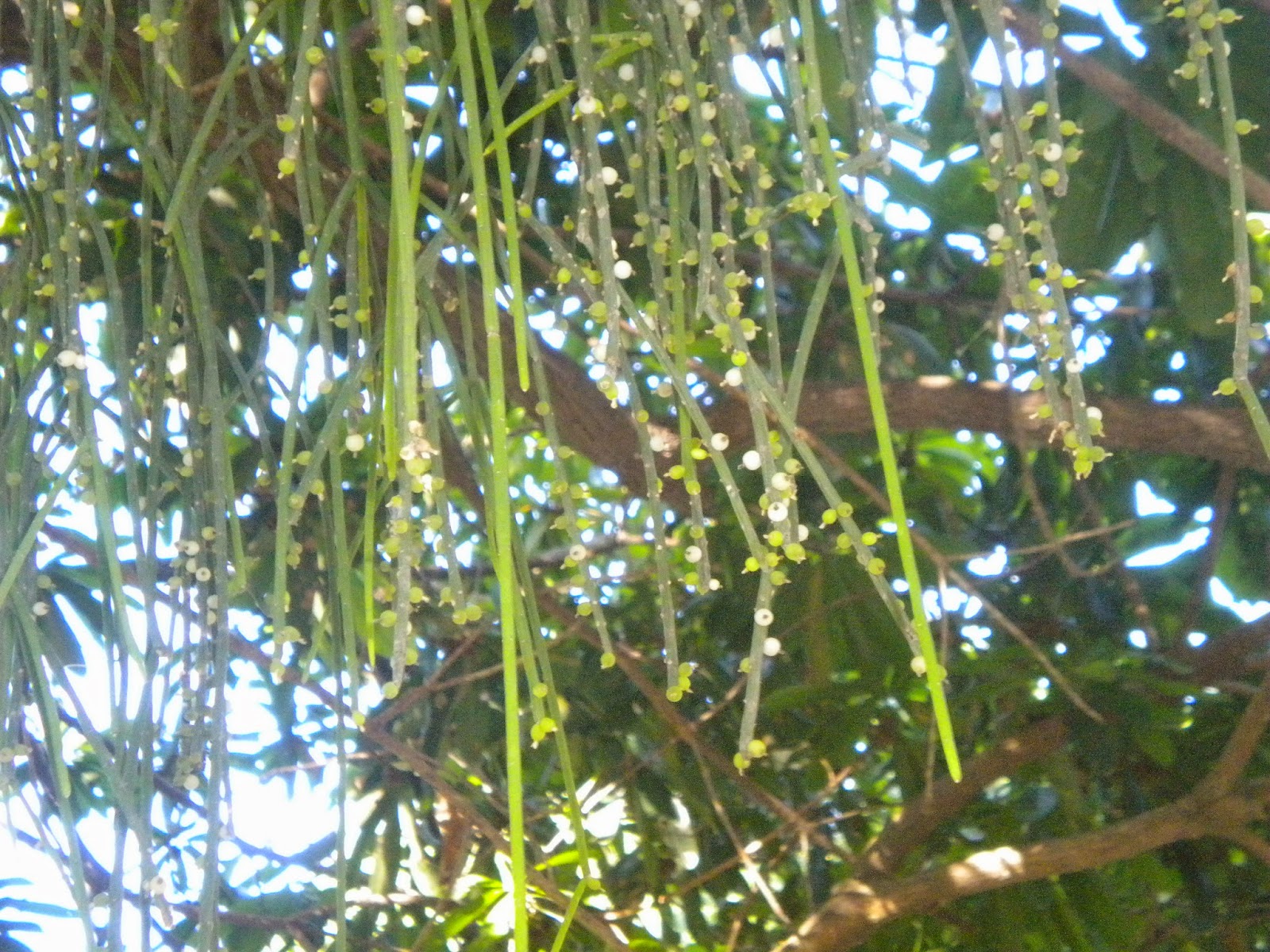 tutuna mituna: Rhipsalis / Suelda consuelda