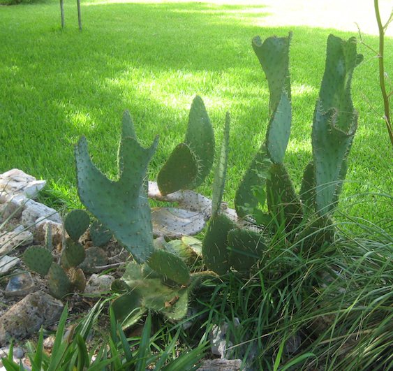 stuff from ellen's head: sharp, spiny, pokey things