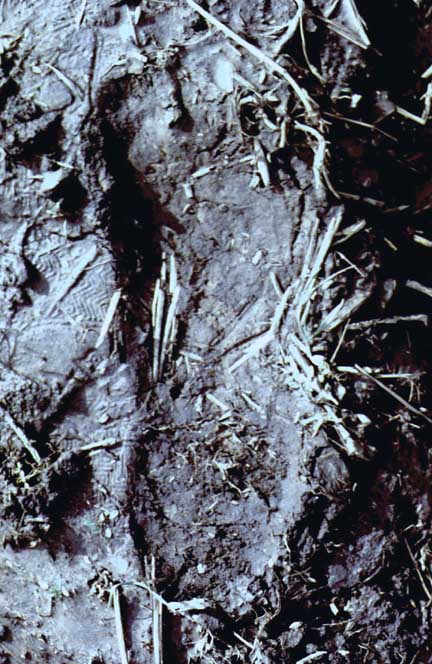 Sasquatch Tracks: Pictures of Sasquatch Tracks and Casts