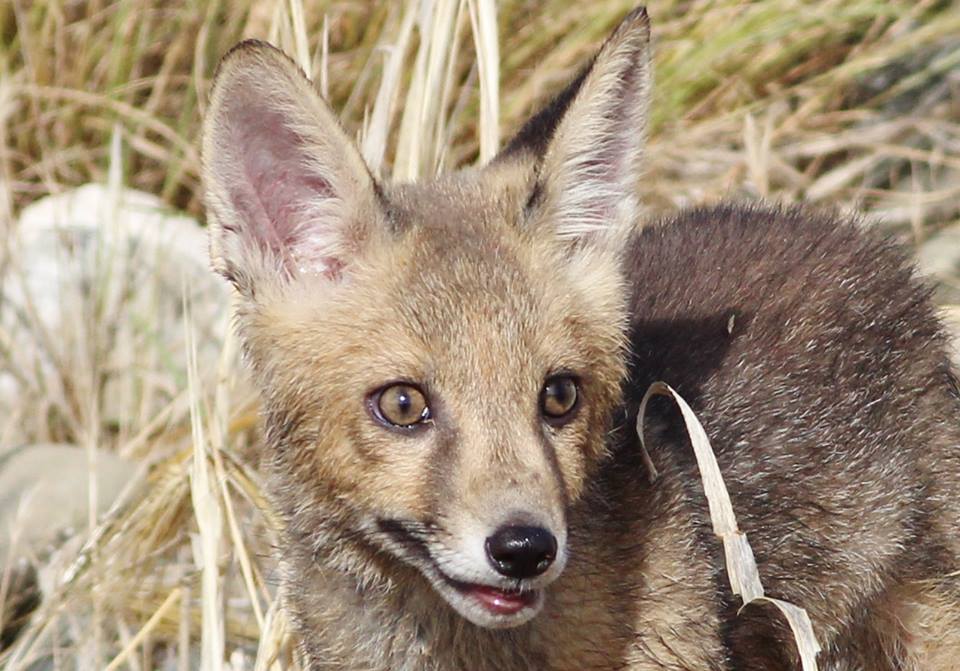 Mammals of Cyprus - Τα θηλαστικά της Κύπρου by George Konstantinou: Red ...