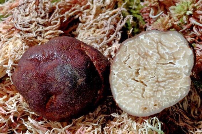 Setas y hongos: Tuber Rufum