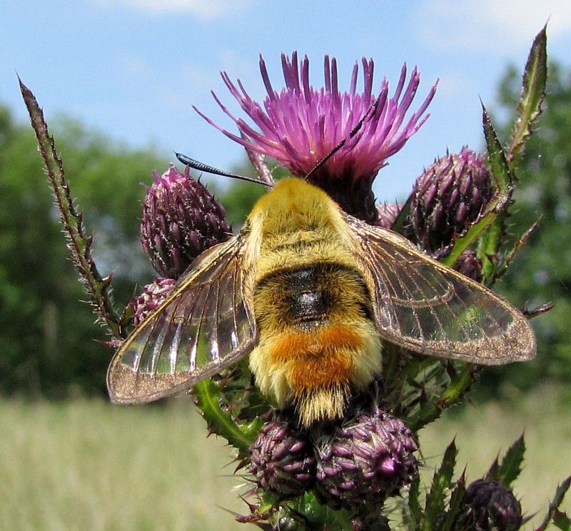 Wildwings and Wanderings: Narrow-Bordered Bee Hawk-Moth