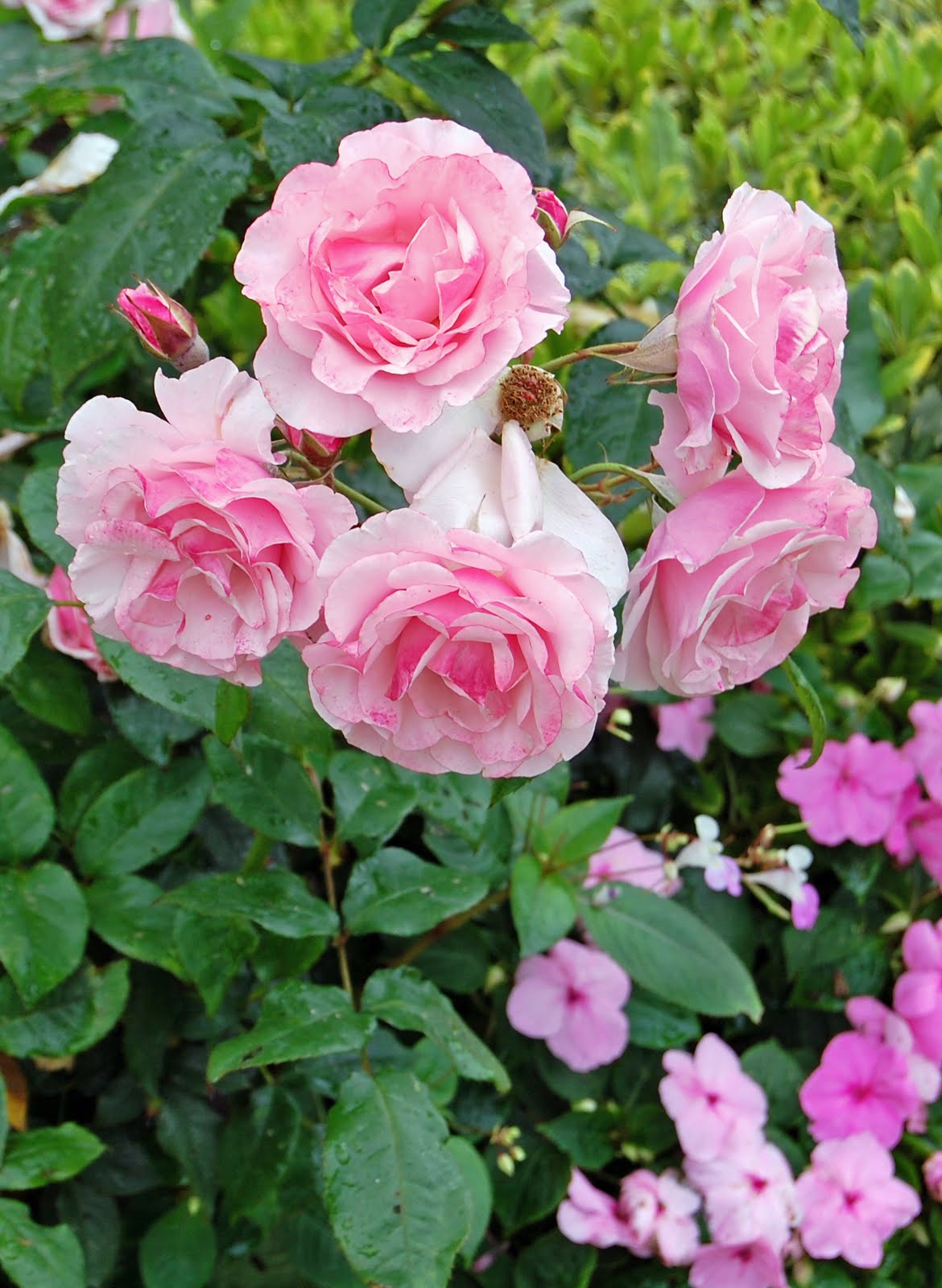 My Painted Garden: Roses and Lavender