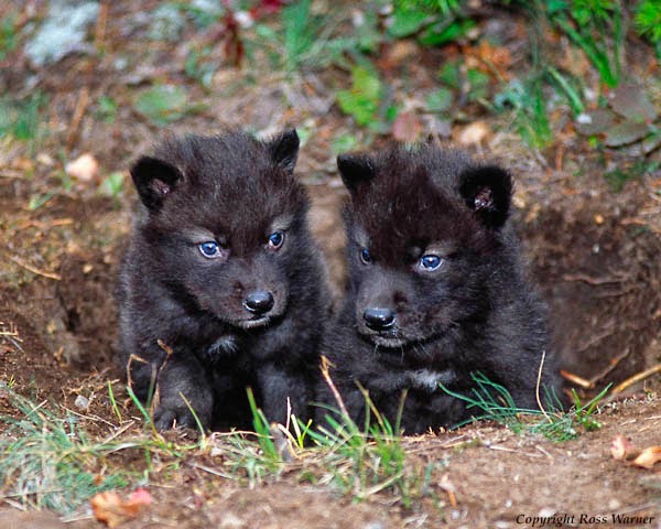 White Wolf : On World Animal Day These 10 Photos of Wolf Pups Is The ...