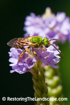 Restoring The Landscape With Native Plants: Native Bee Spotlight: Green ...