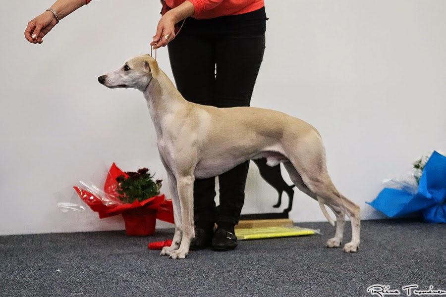 Brookway whippets: New champion