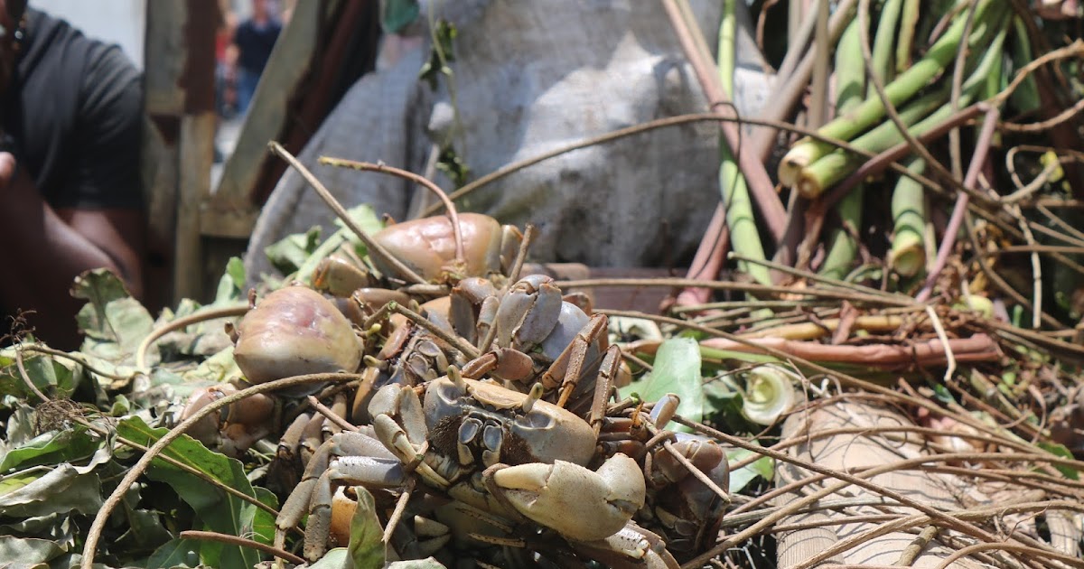 LE MATOUTOU (petite page d’histoire)