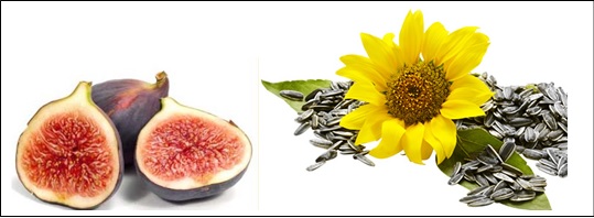 a tricolina biologa: organografia