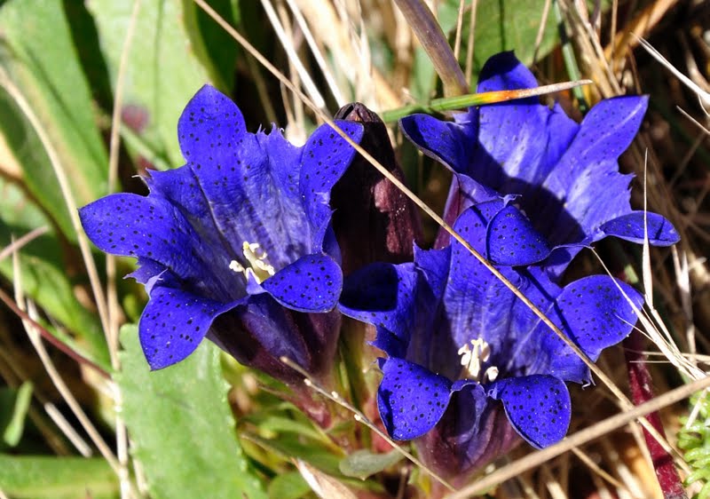 Barbara Rich Photography: Northern California Wildflowers and Native Plants