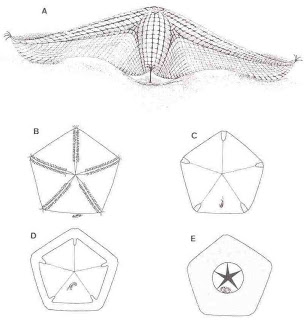 The Echinoblog: Better know The Asterinidae: Familiar & Unfamiliar!