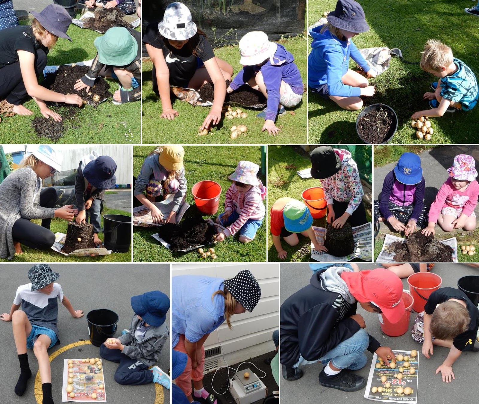 Room 8 - Halcombe School: The Great Potato Project