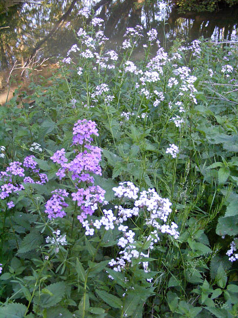 Loire Valley Nature: Dames Violet - Hesperis matronalis