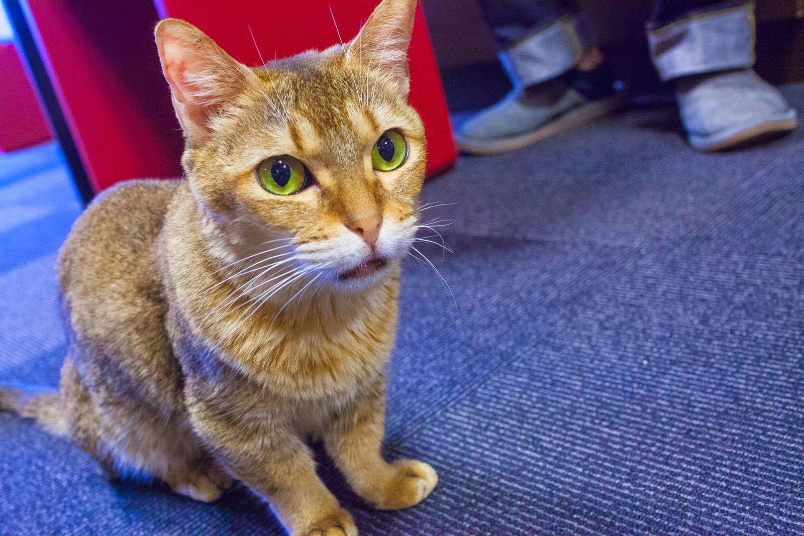 Bright eyed munchkin cat @ Calico Cat Cafe in Shinjuku [1600x1060][OC ...
