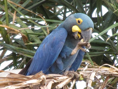 Santuário da Arara Azul