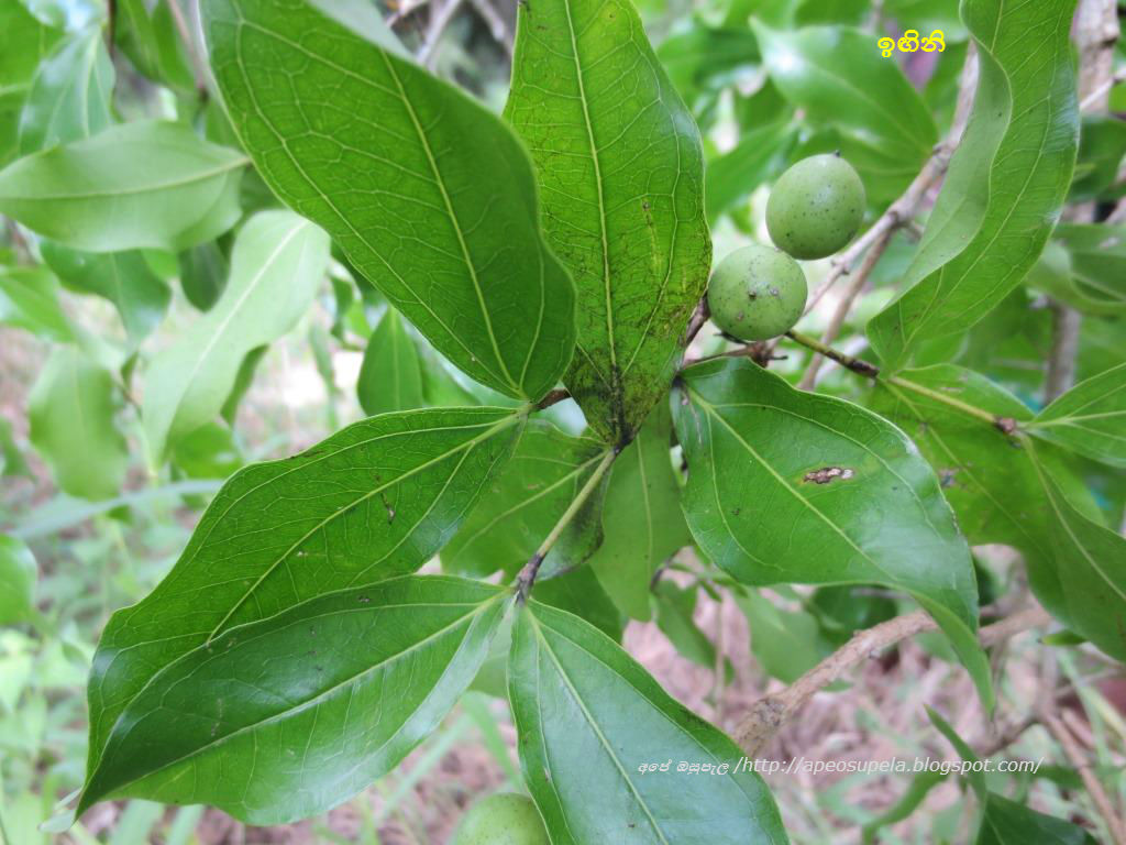 ඉඟිනි [Igini] (Strychnos potatorum) ~ අපේ ඔසුපැළ Medicinal Plants of ...