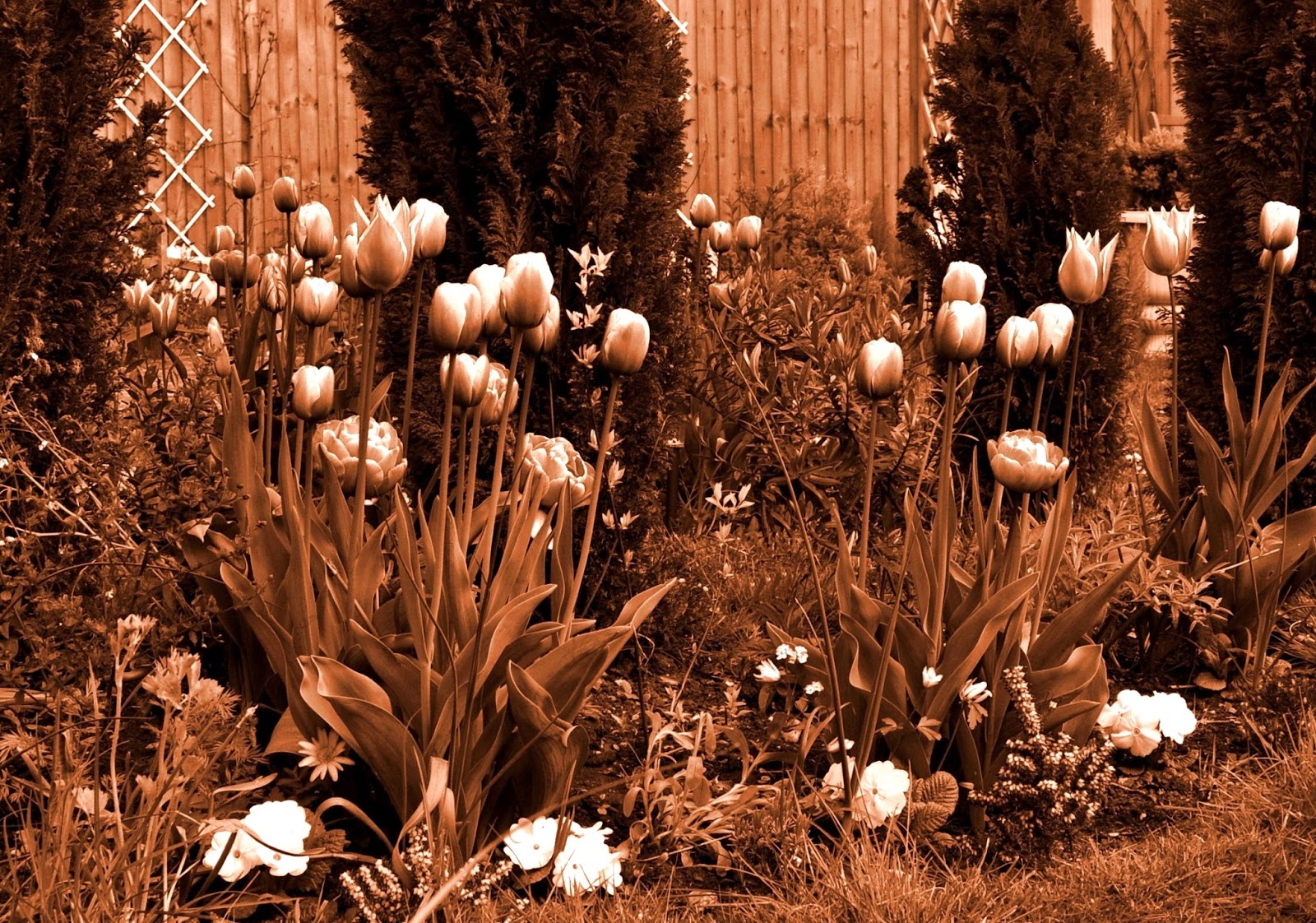My Little Eden...: Sepia garden