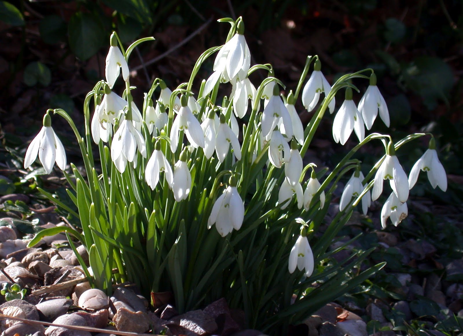 The Bamburgh Holiday Blog: Celebrating Northumberland’s Snowdrops