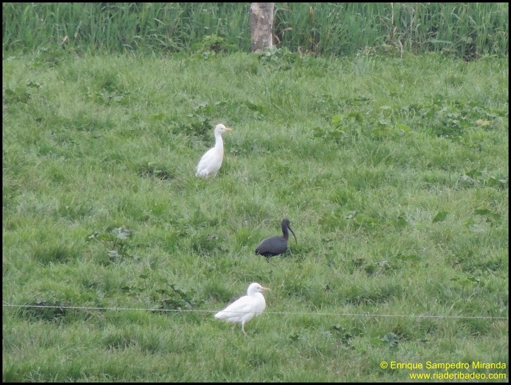 Ría de Ribadeo: Morito en Penarronda