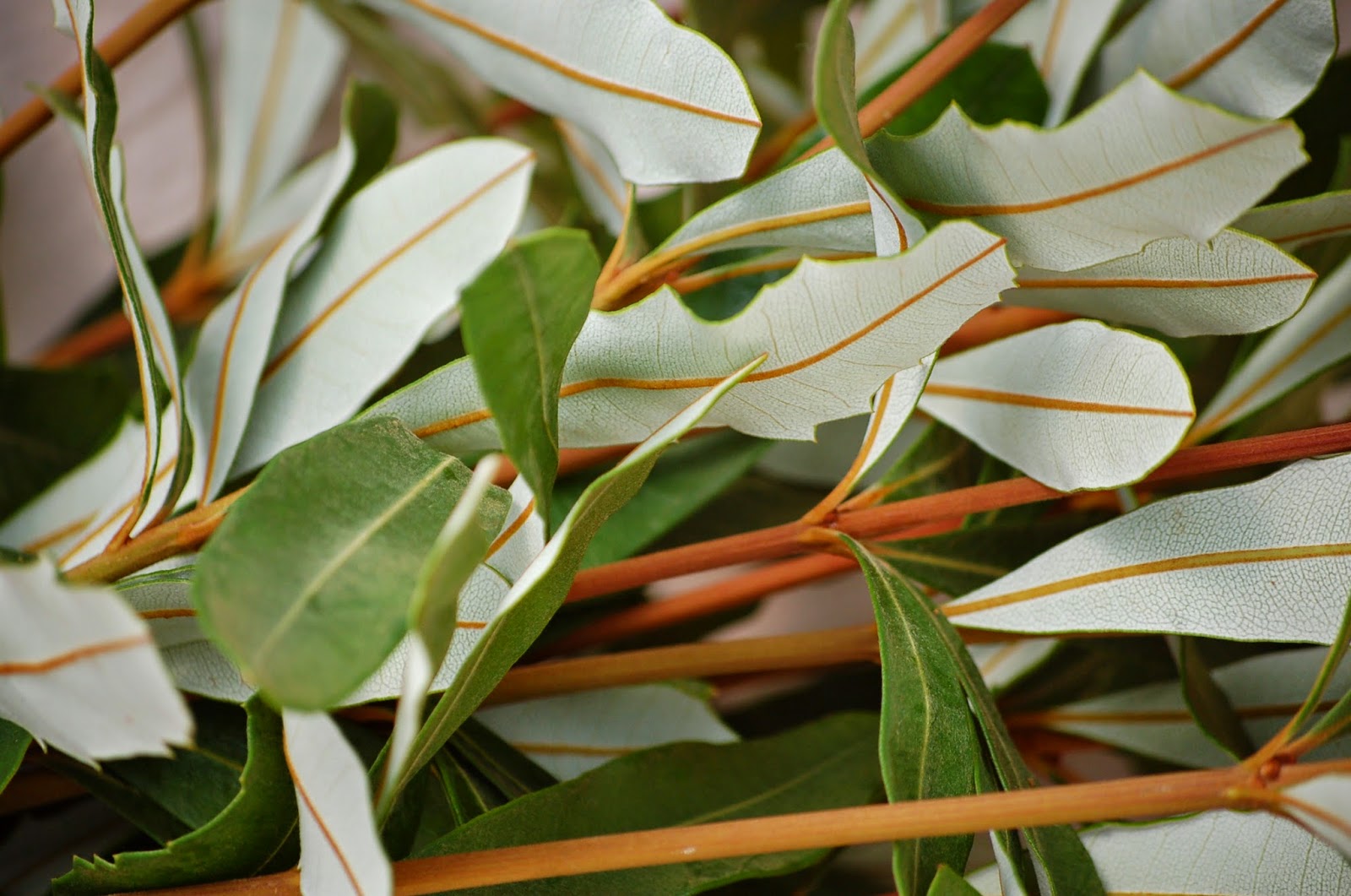 A Passion for Flowers: Banksia Integrifolia - Fabulous Foliage