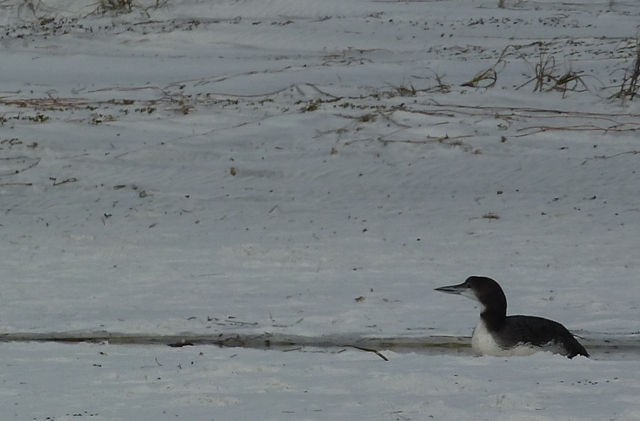 Loons on the Beach