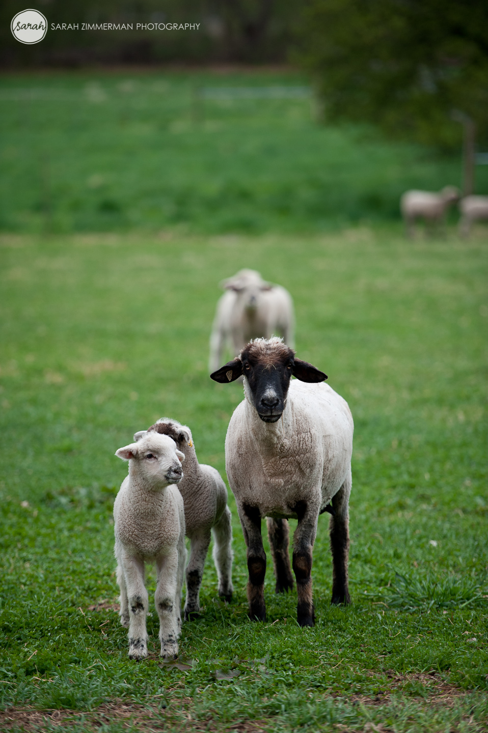 Sarah Zimmerman Photography: Sheep Farm:: Blue Bell, PA