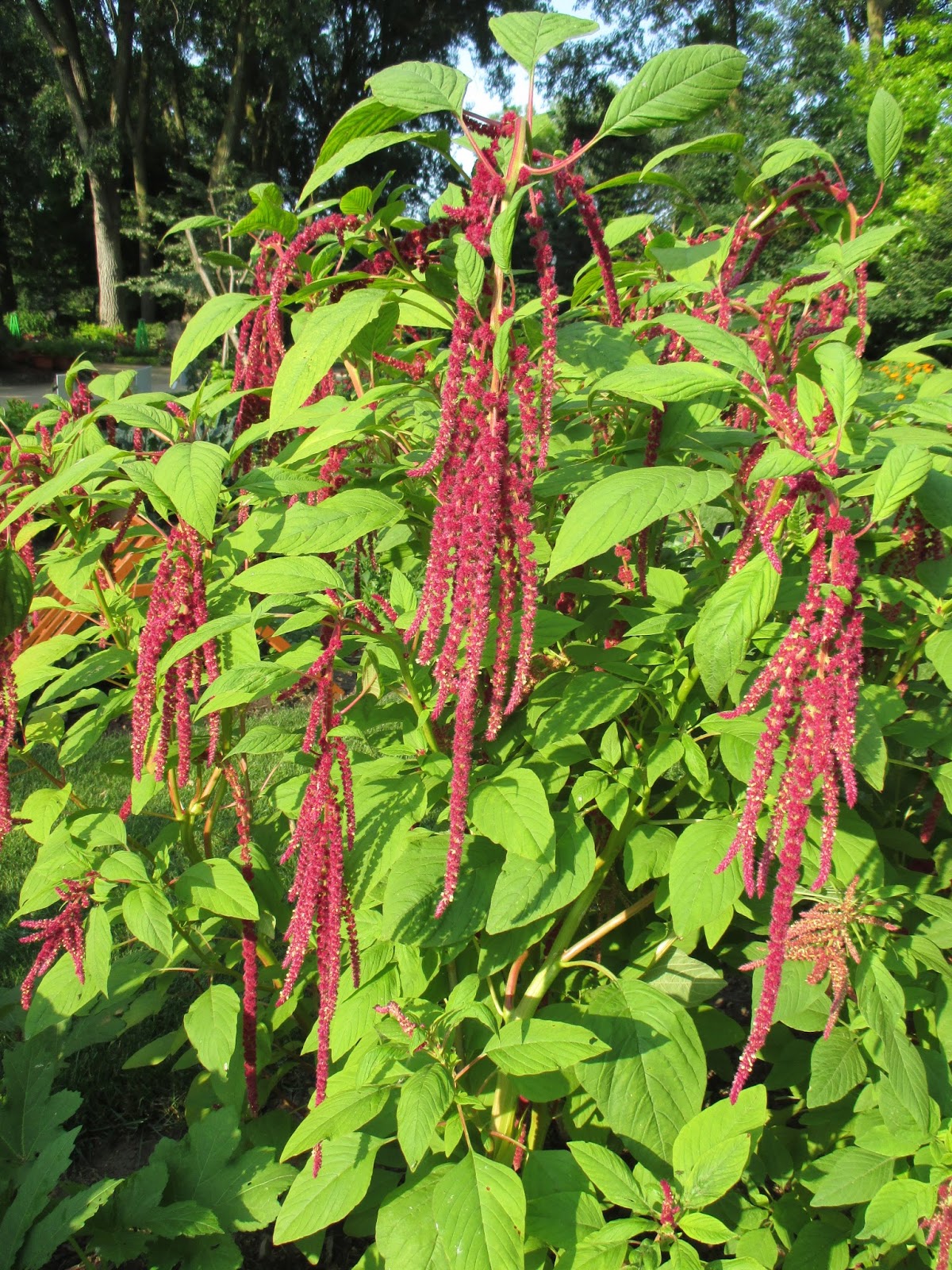 Rotary Botanical Gardens - Hort Blog: Love-Lies-Bleeding