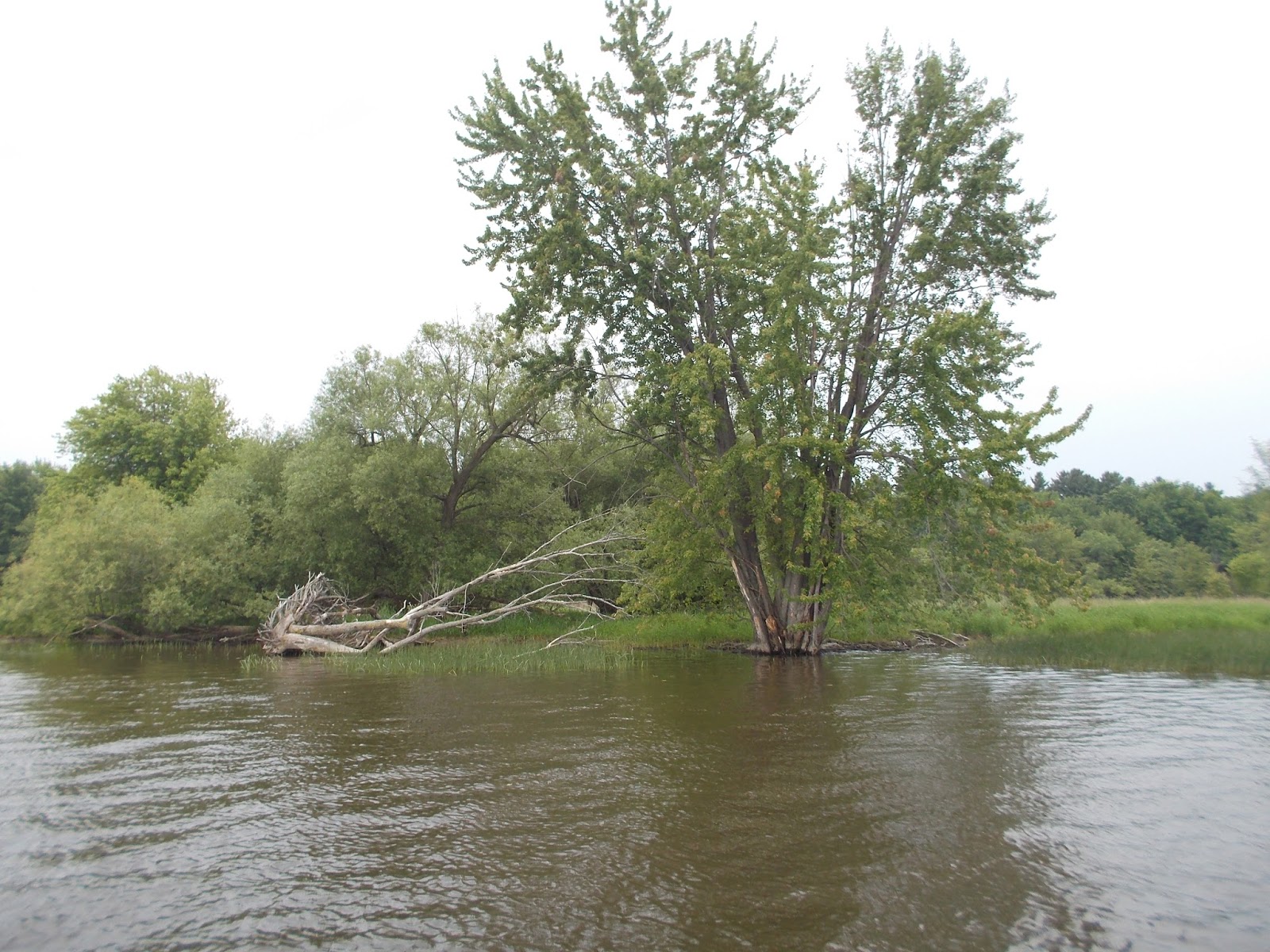 CHARLES WEISS ART: Ottawa River Muskie fishing with Muskies Canada June ...