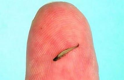 Ikan Aneh Yang Pernah Ada Di Dunia | Ternak Ikan Hias