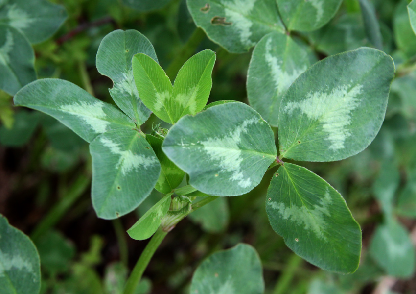 Healing Weeds: Red Clover